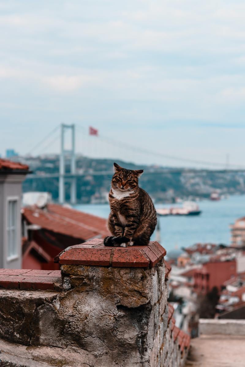 Cats in Turkey: Beloved Companions of the Streets and Homes – Life in Paws