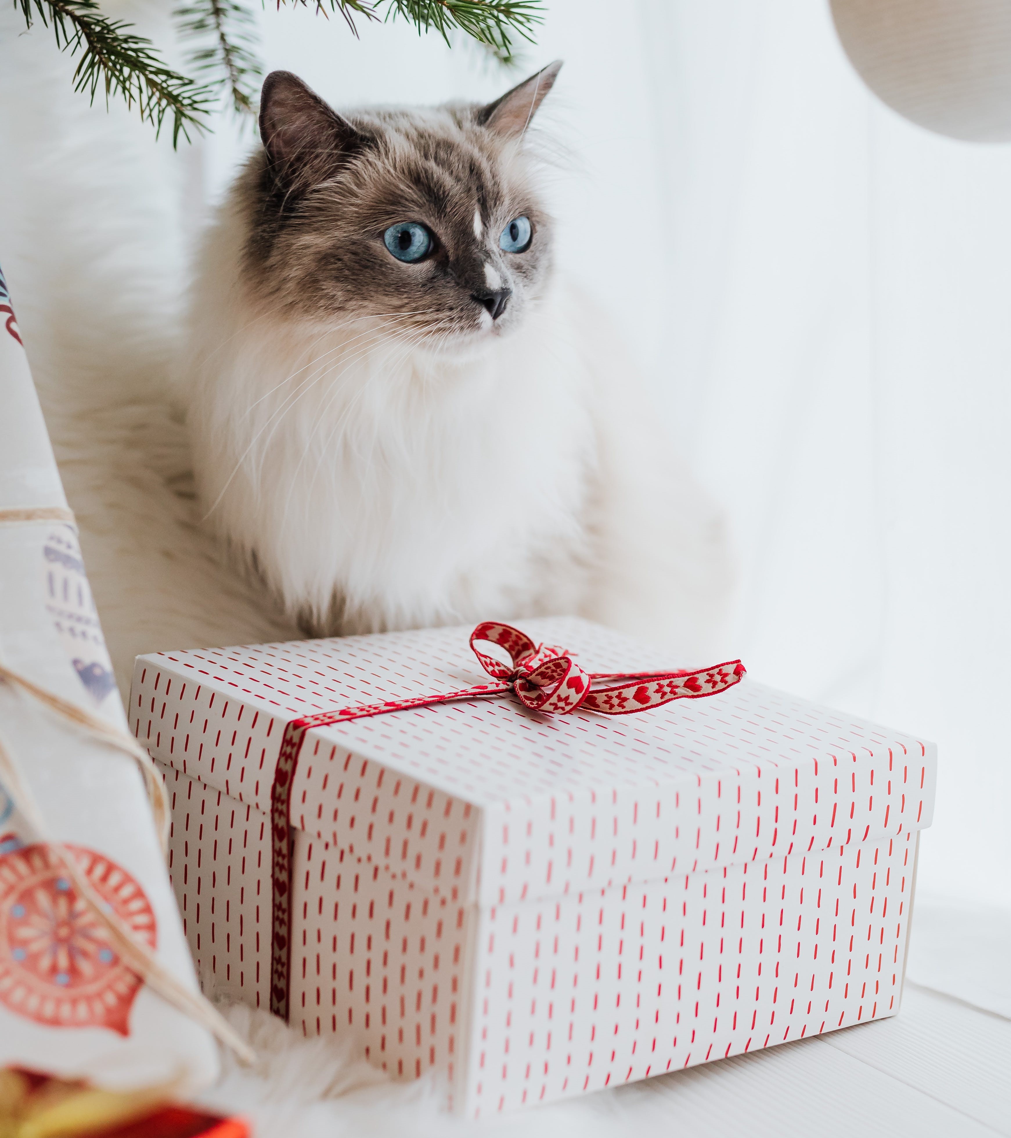 Why Your Cat Brings You ‘Gifts’ (And What They Really Mean) – Life in Paws
